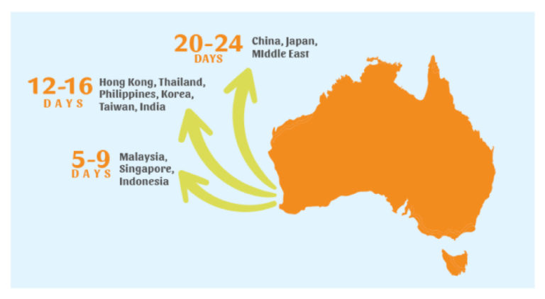 International Vegetable Export - Patane Produce